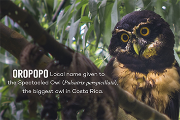 Homepage - Oropopo Experience